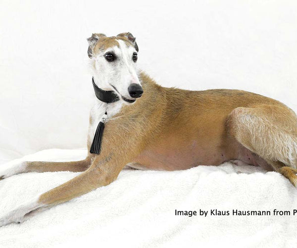 TOP 10 REASONS TO ADOPT A SENIOR GREYHOUND – Greyhound Greetings